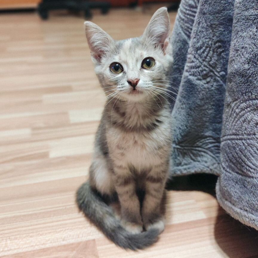 Котёнок в добрые руки