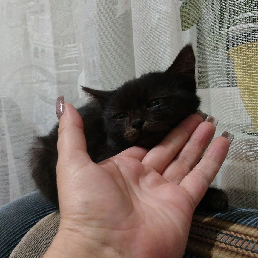 Маленькое красивое шоколадное чудо
