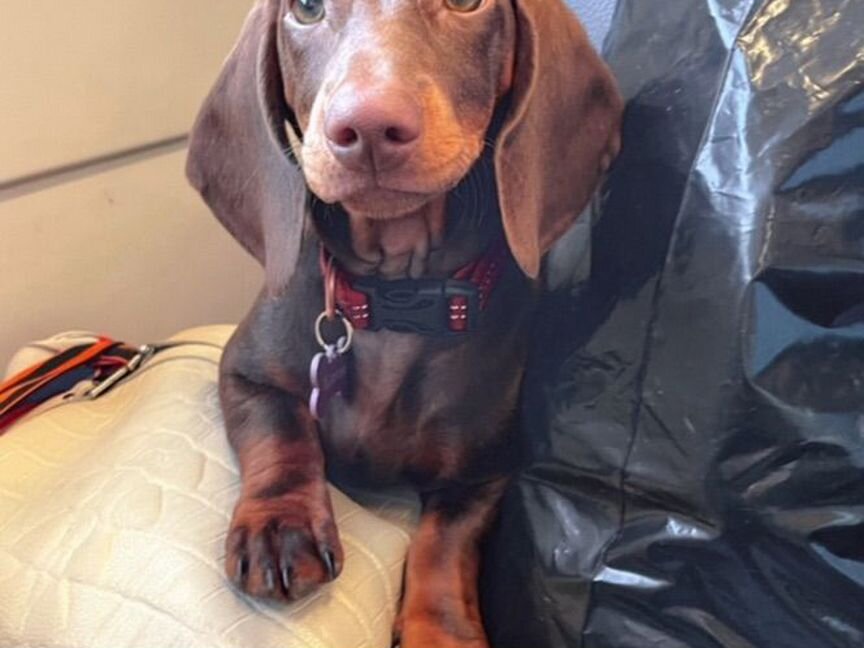 Собака такса