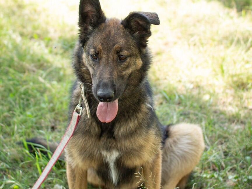 Игривая девочка из приюта ищет дом