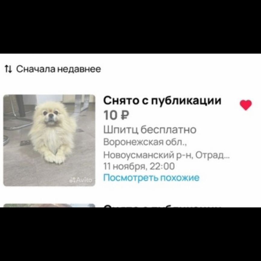 Шпиц Померанский