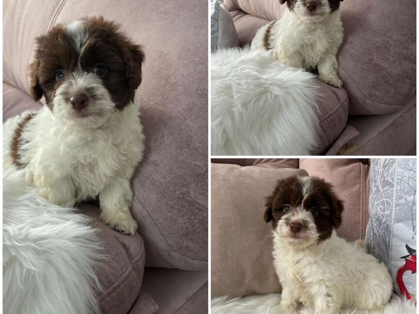 Мальтипу девочка