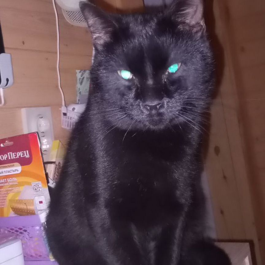 Отдам кота в надёжные и добрые руки