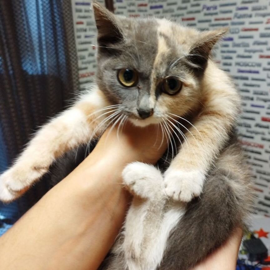 Котята в добрые руки бесплатно девочка