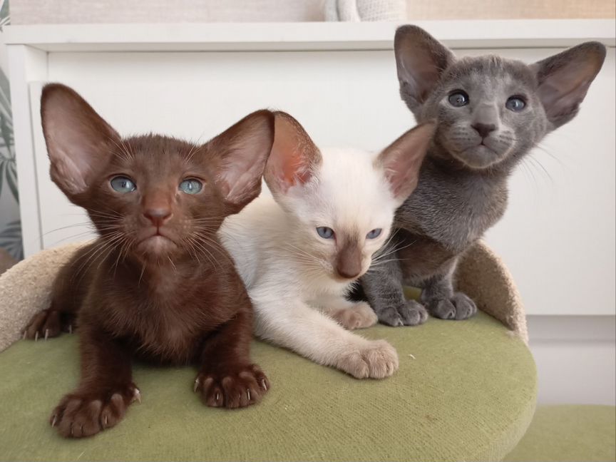 Ориентальные котята