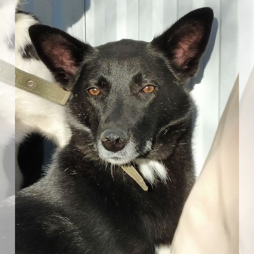 Взрослая собака в добрые руки