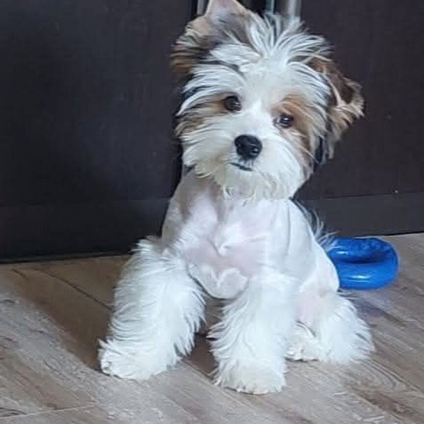 Даик