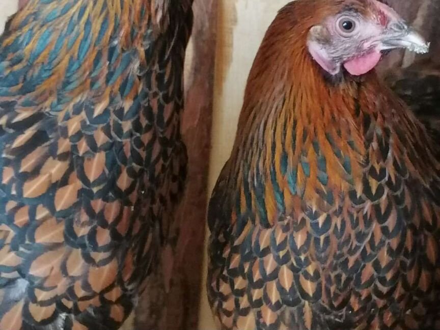 Виандоты петухи золото