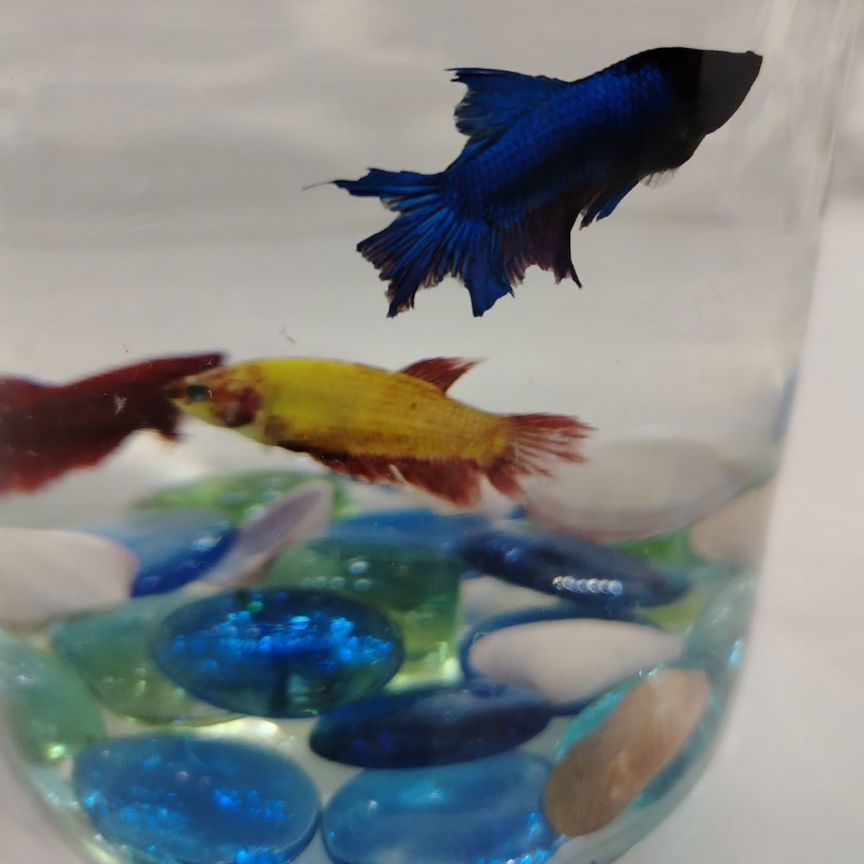 Петушок рыбка