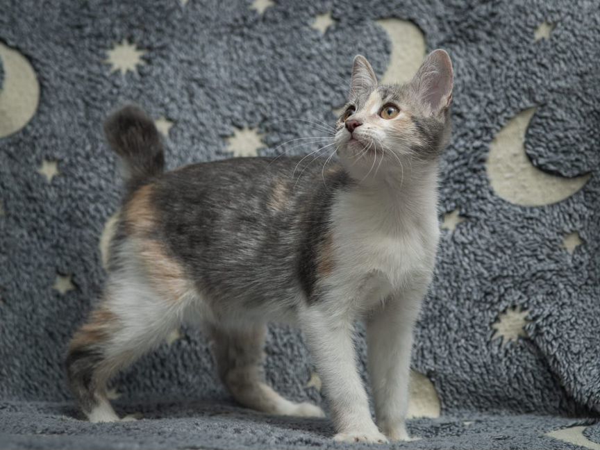 Бесхвостый котенок в дар