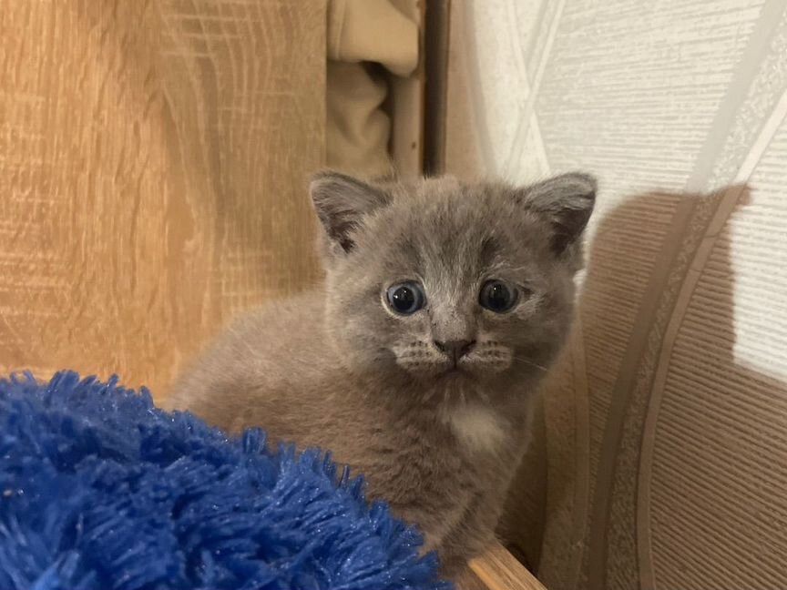 Котенок