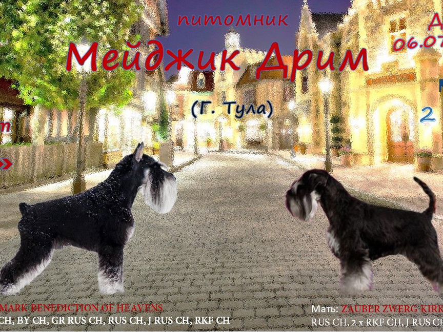 Щенок цвергшнауцера, девочка