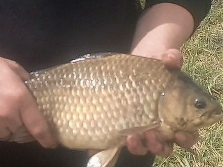 Продам карасей