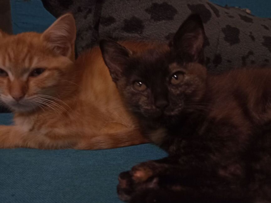 Котята в добрые руки