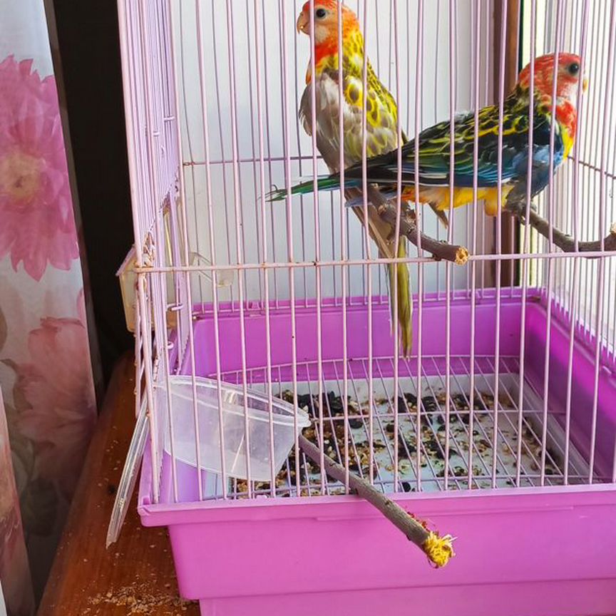 Попугай розелла