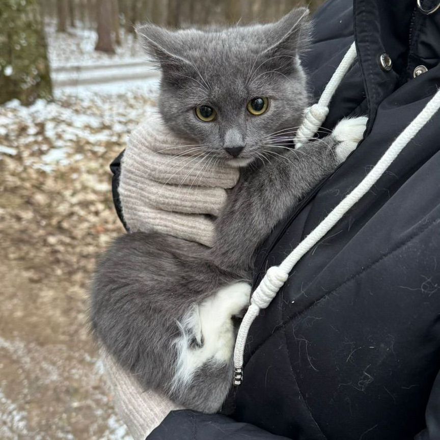 Котенок Гена ищет семью