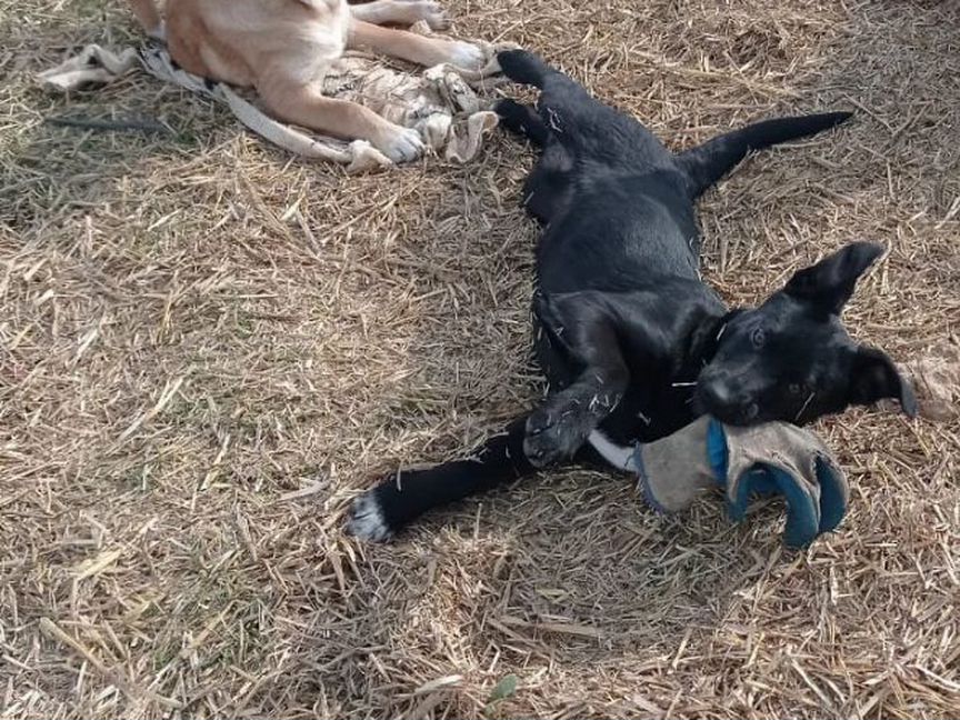 Щенки подростки девочки