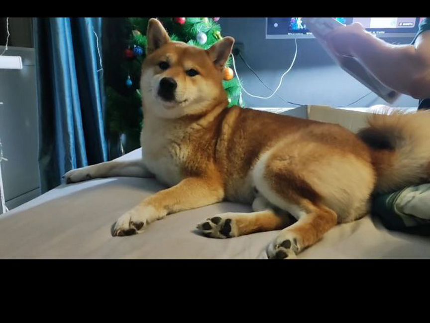 Сиба-ину вязка