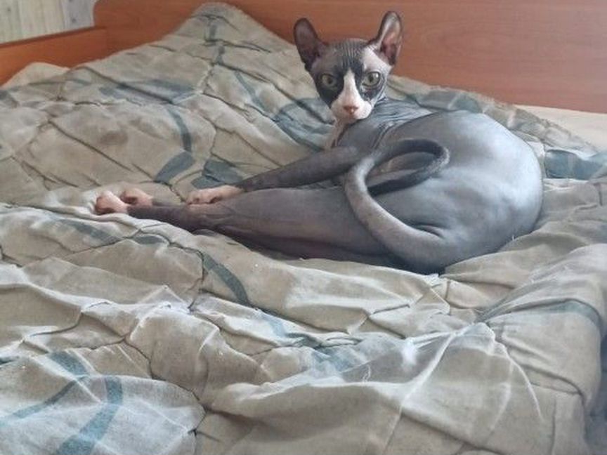 Канадский сфинкс кошка