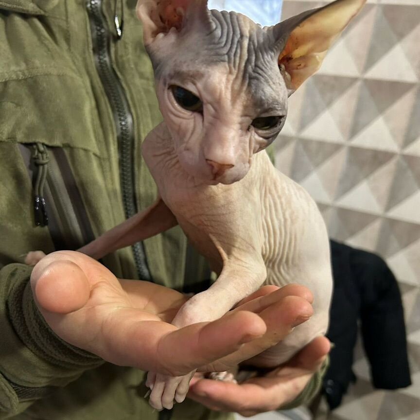 Кошка сфинкс