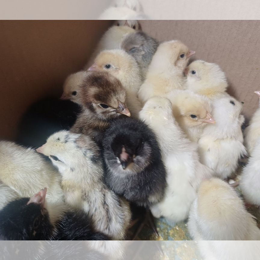 Цыплята несушки
