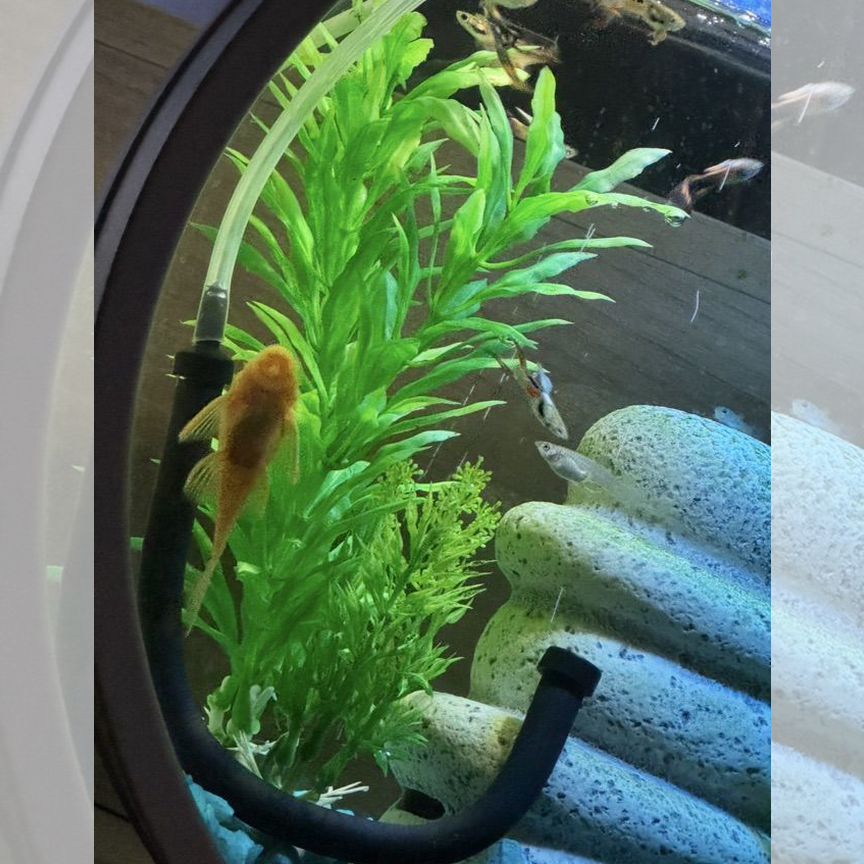 Рыбки гуппи