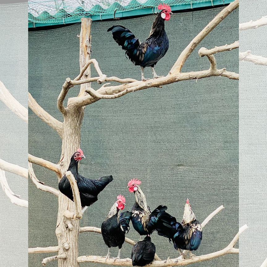 Карликовый петушок