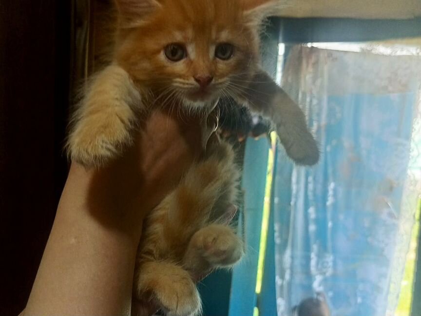 Котята от кошки мейкуна