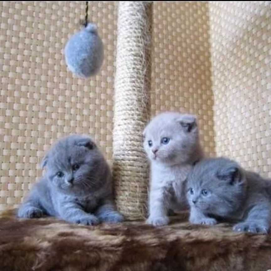 Шотландские вислоухие медвежата