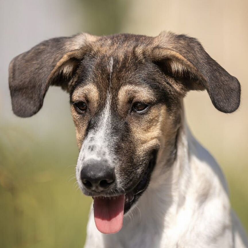 Собака в добрые руки отдам бесплатно