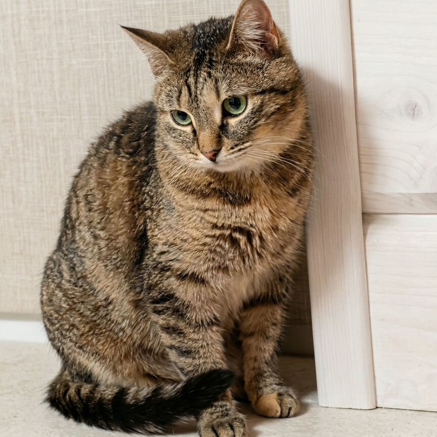 Взрослая, кошка в добрые руки