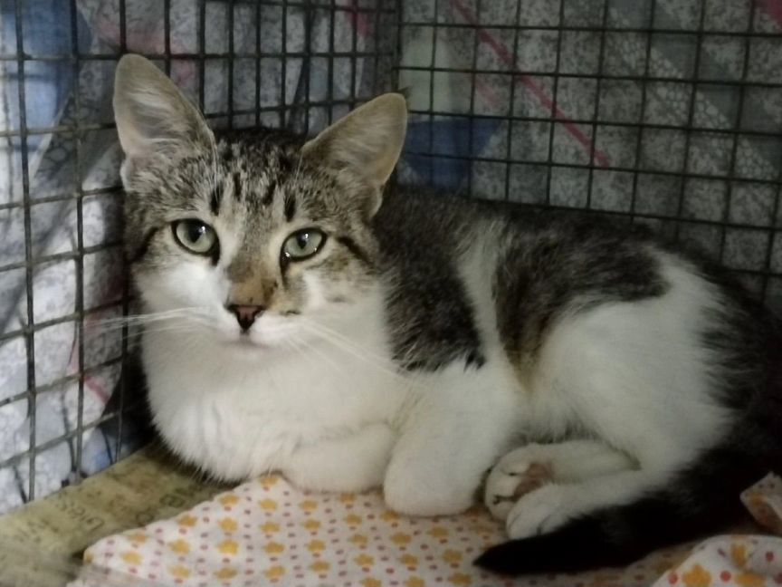 Кошка в доьрые руки