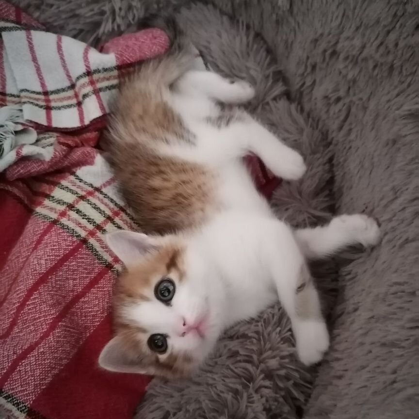 Котёнок в добрые руки