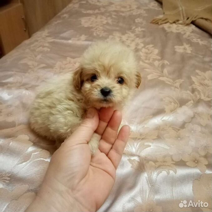 Крошечные тикап Мальтипу ф1