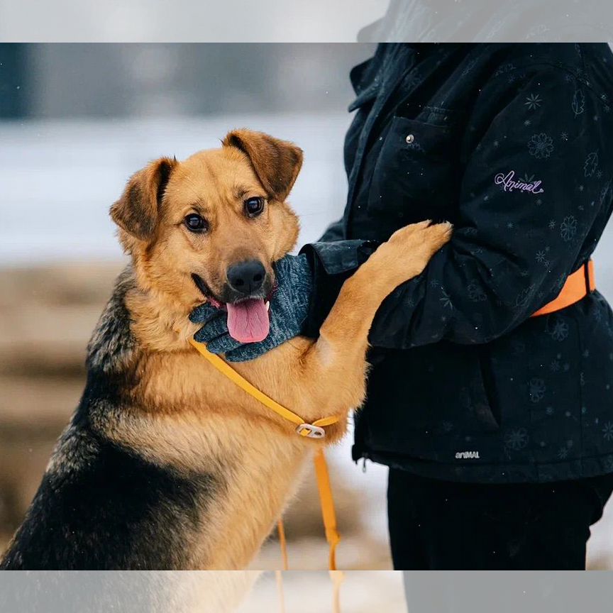 Собака из приюта бесплатно в добрые руки
