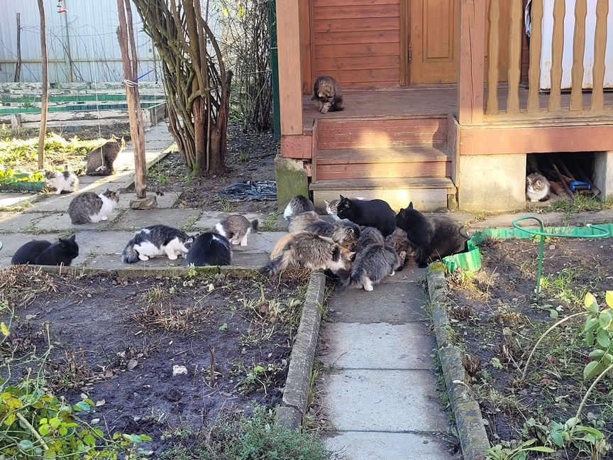 26 брошенных котов