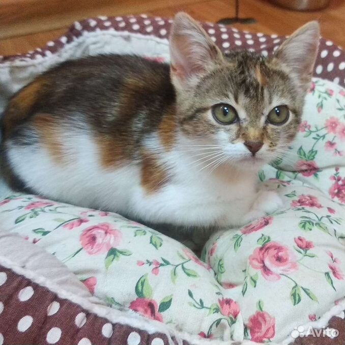Котенок Милка