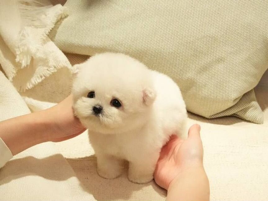 Мальчик мини бишон из Кореи