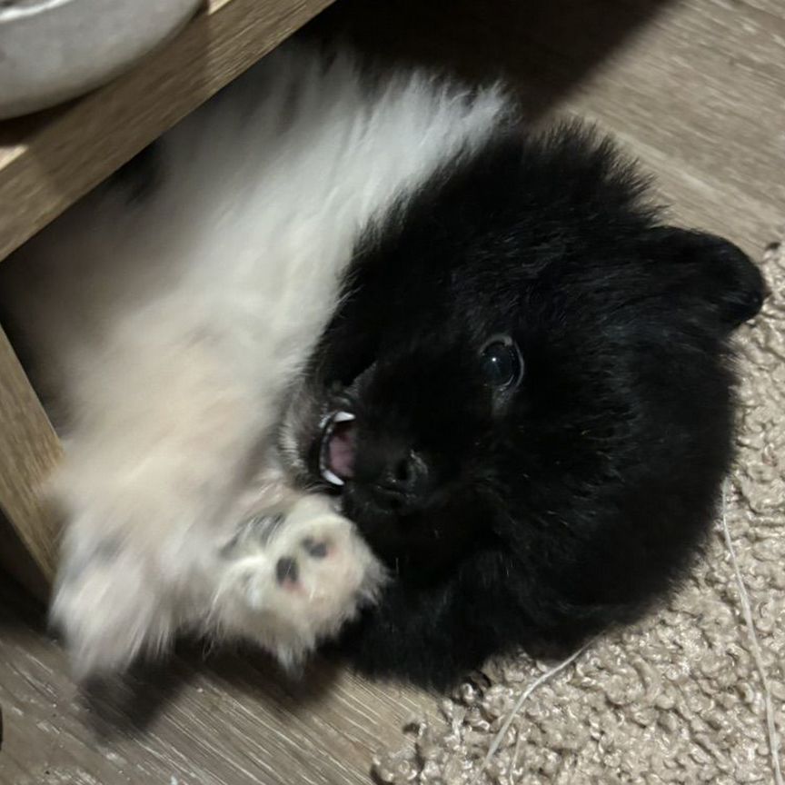 Немецкий шпиц