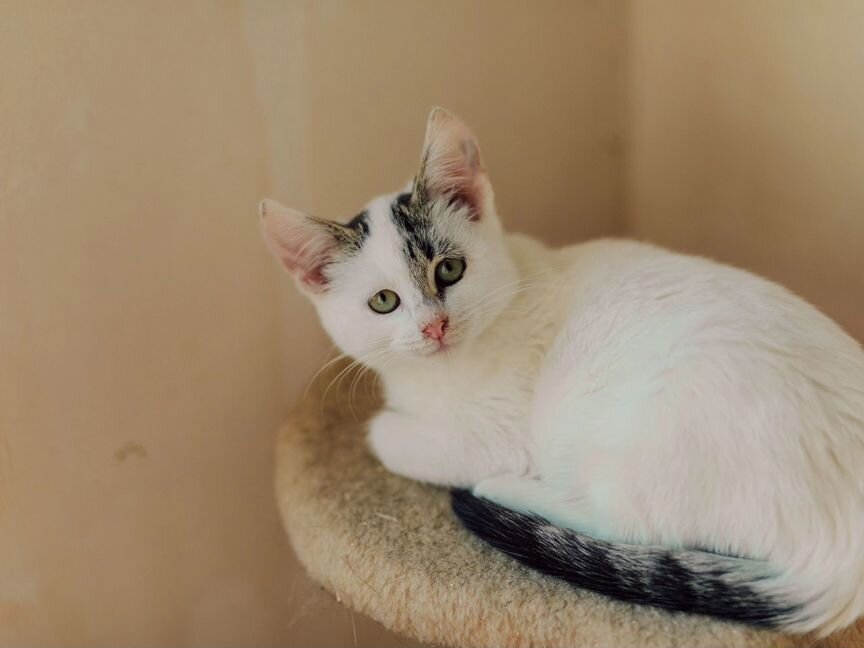 Красивущая девочка котенок