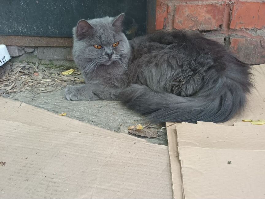 Кошечка