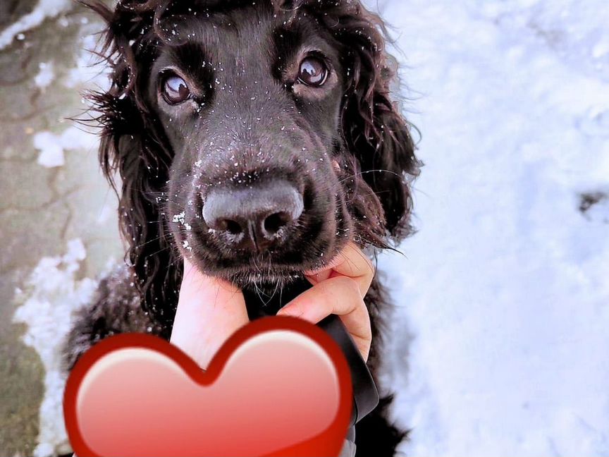 Английский кокер спаниель