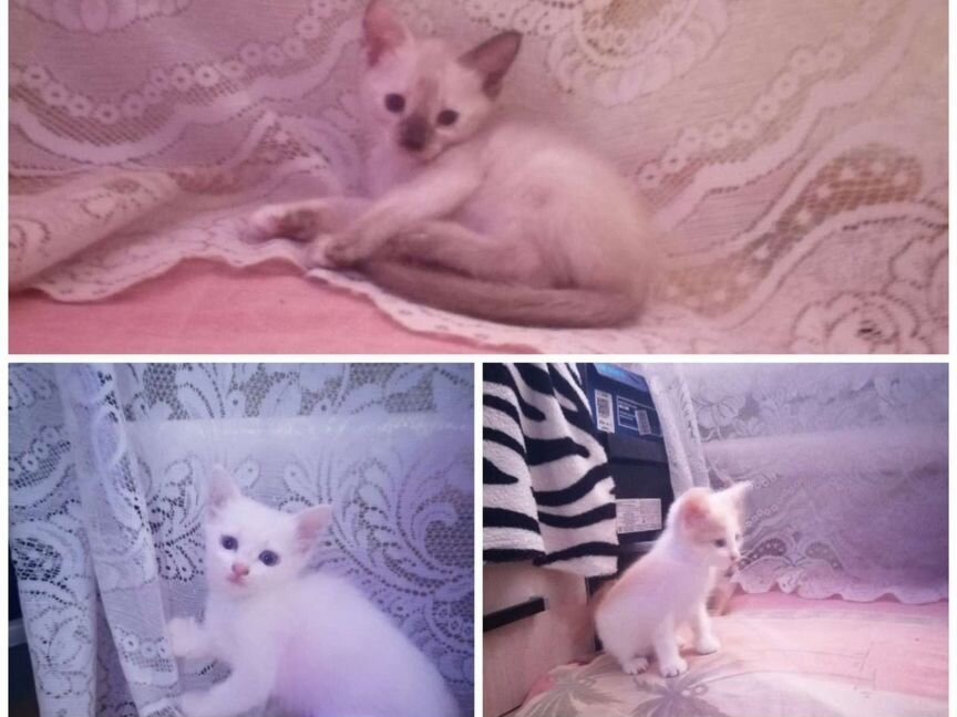 Котики в добрые руки бесплатно