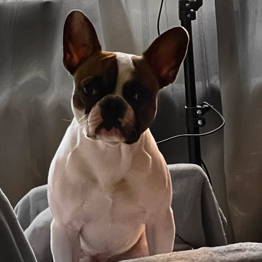 Французский бульдог вязка