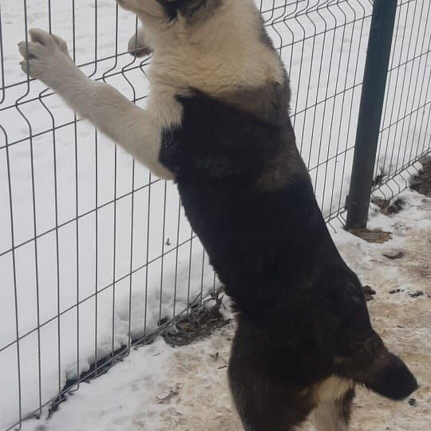 Среднеазиатская овчарка