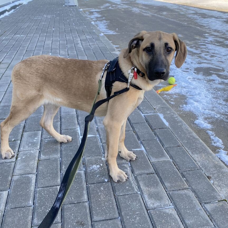 Щенок ищет дом