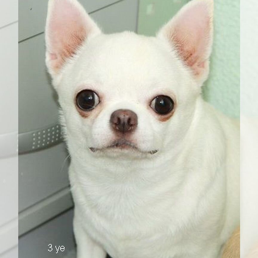 Чихуахуа девочка для дома