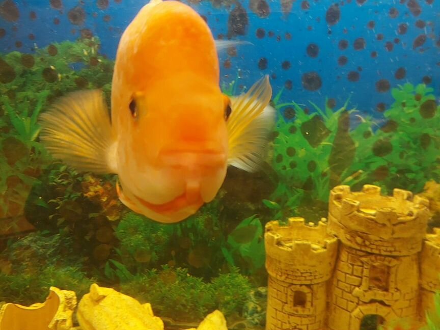 Цыхлозома цытроновая