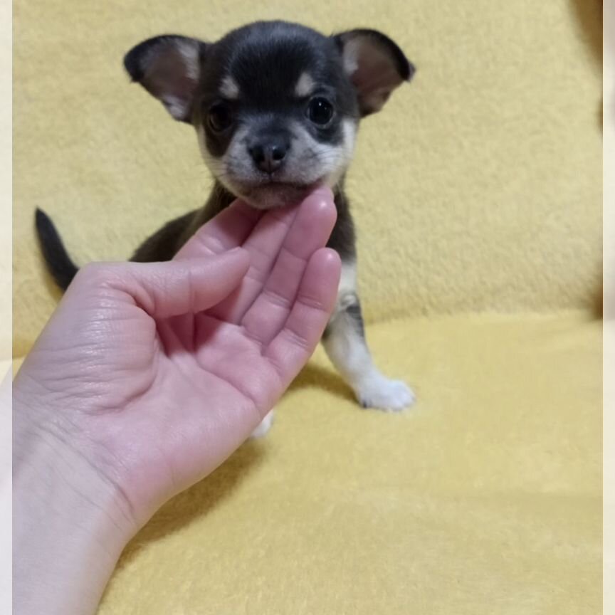 Детки-чишки голубого окраса