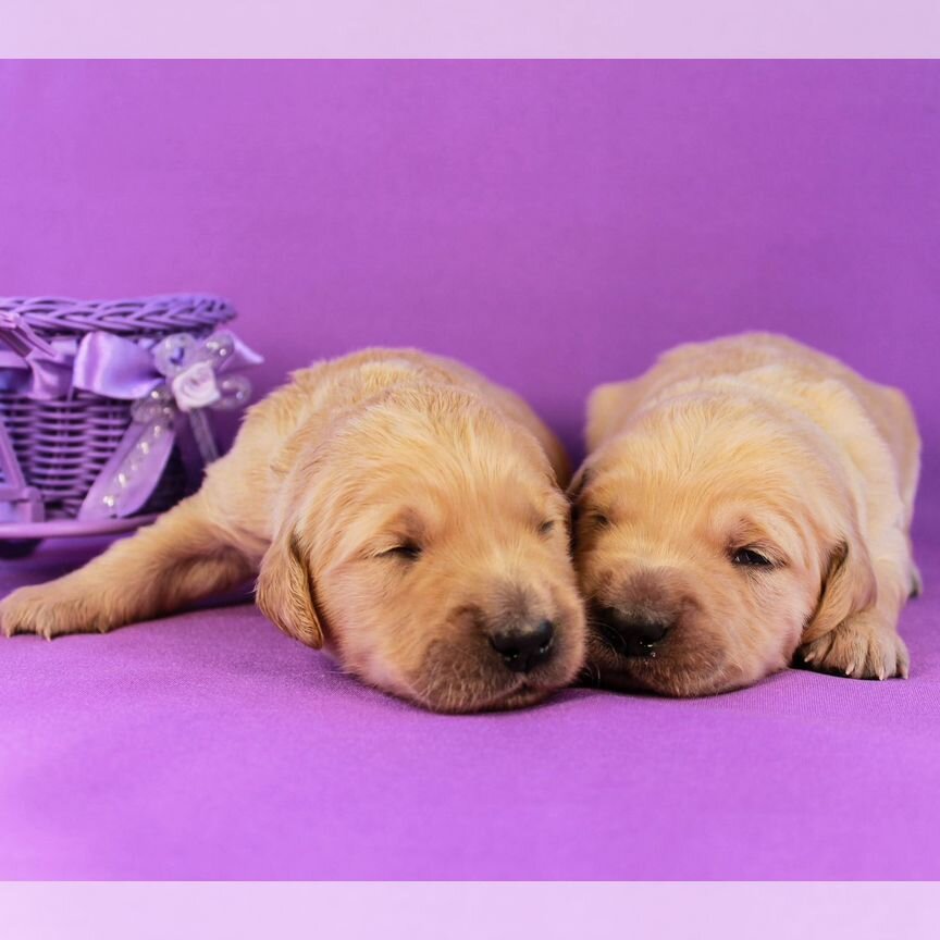 Золотистый ретривер, щенок